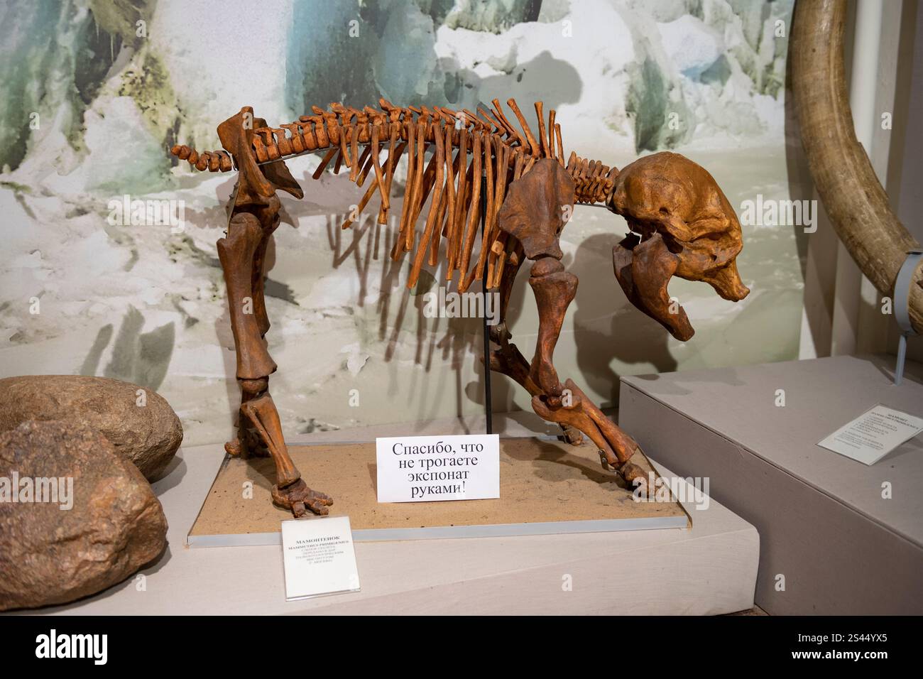 Baby mammoth russia hi-res stock photography and images - Alamy