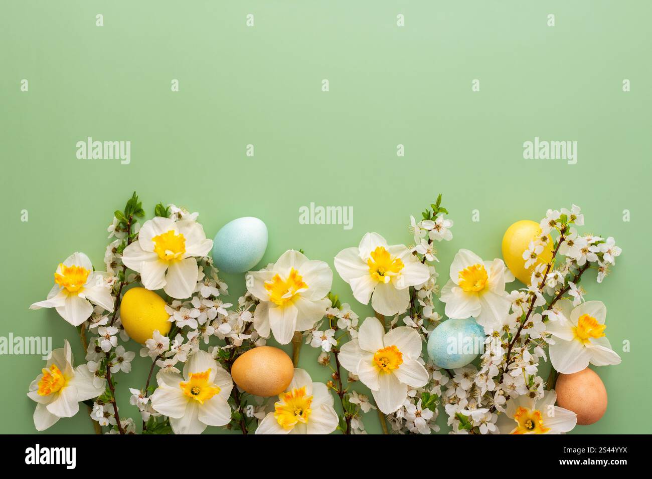 Festive background with spring flowers and Easter eggs, white daffodils and cherry blossom ...