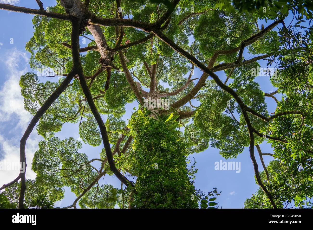 The big tropical tree with sky background, view from below. Scientific ...