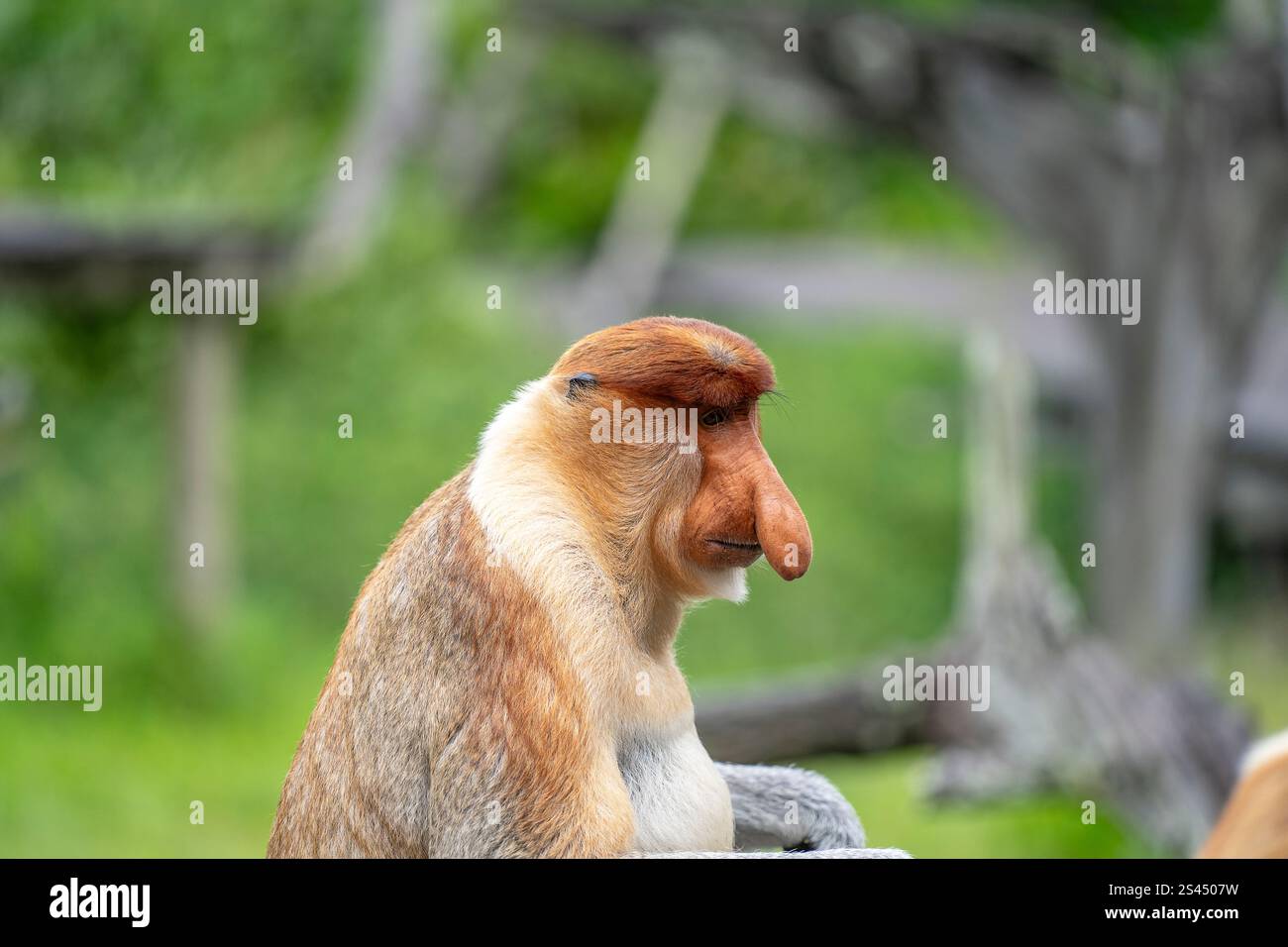 Family of wild Proboscis monkey or Nasalis larvatus, in the rainforest ...