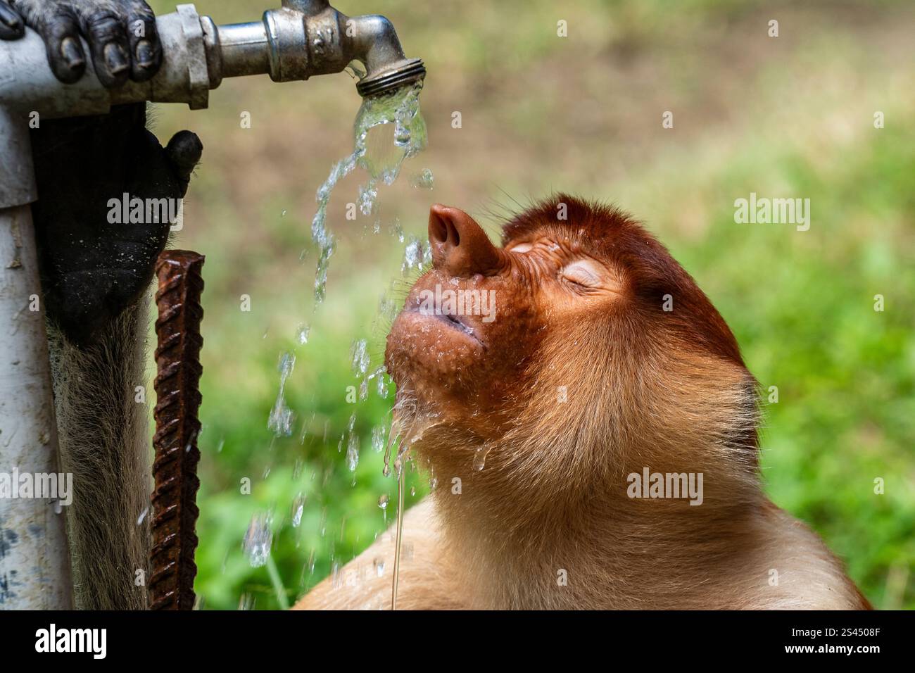 Family of wild Proboscis monkey or Nasalis larvatus, in the rainforest ...