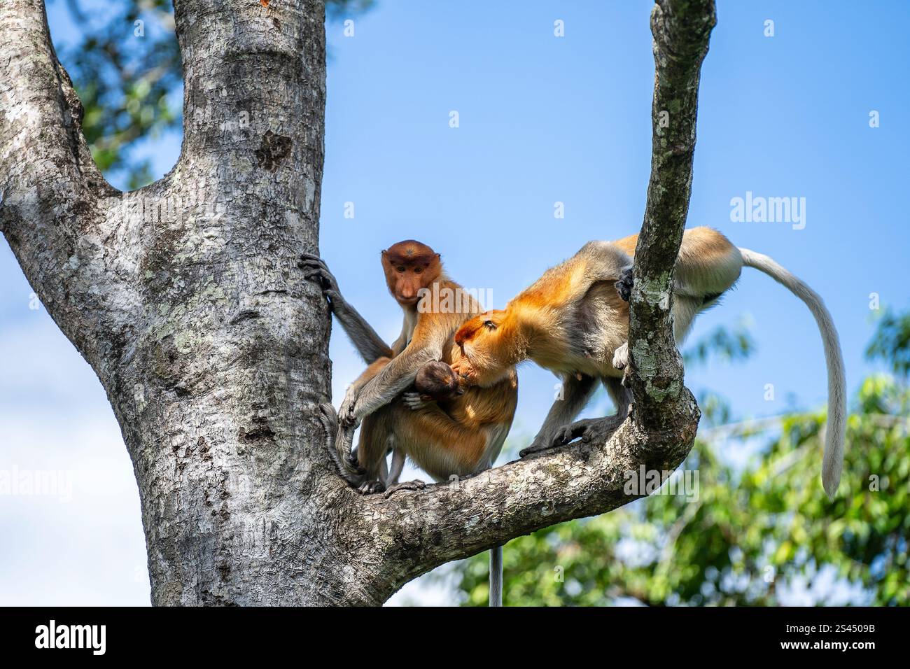 Family of wild Proboscis monkey or Nasalis larvatus, in the rainforest ...