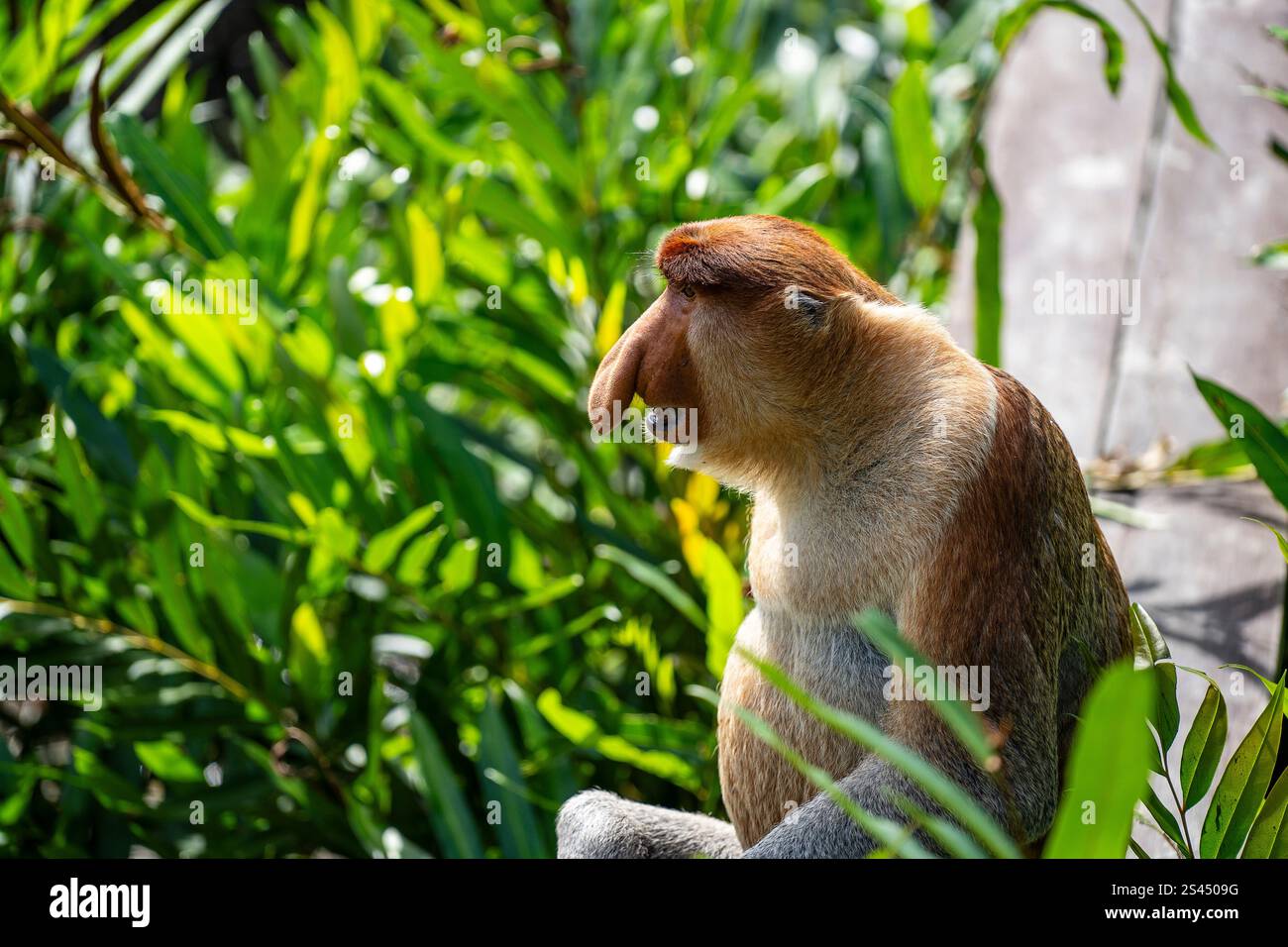 Family of wild Proboscis monkey or Nasalis larvatus, in the rainforest ...