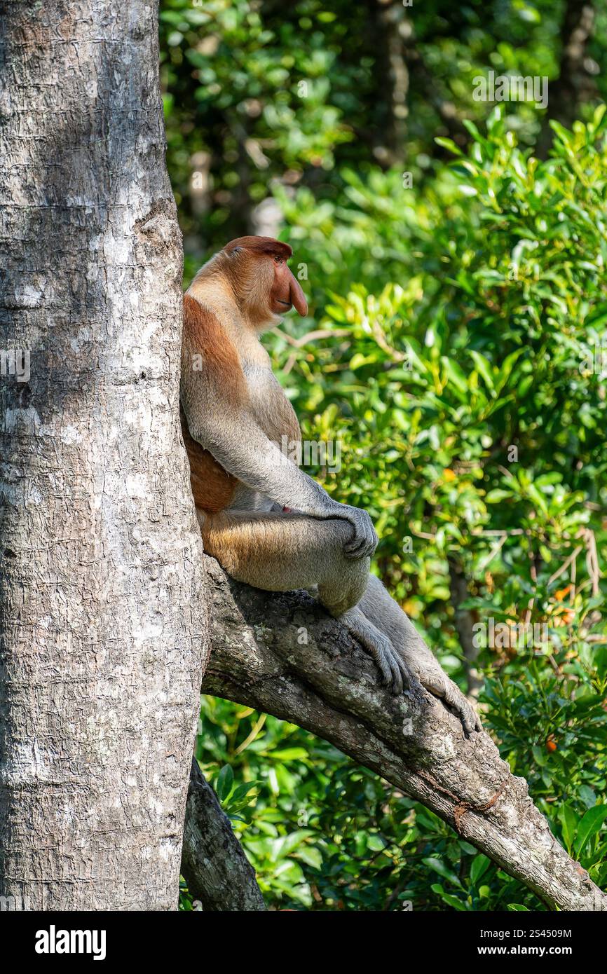 Family of wild Proboscis monkey or Nasalis larvatus, in the rainforest ...