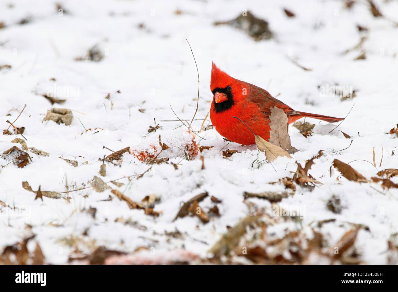 Male Northern Cardinal in Winter Stock Photo - Alamy