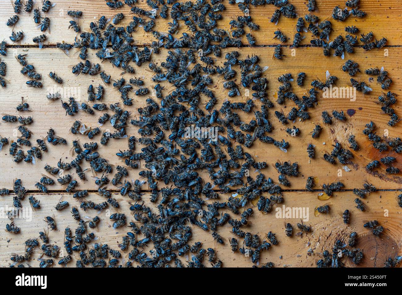 Many dead bees in the hive, close up. Colony collapse disorder ...