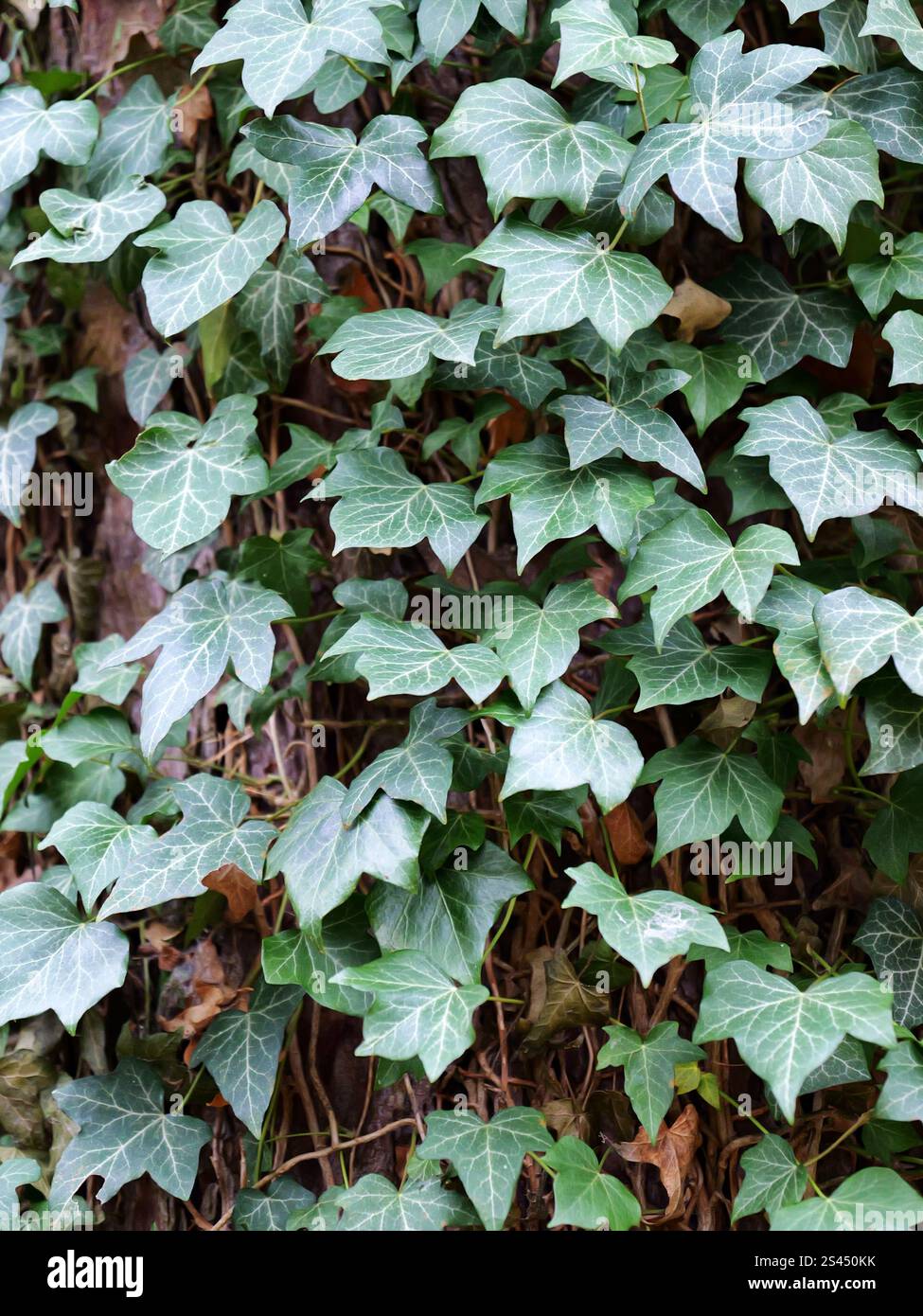 Ivy is a climbing plant. It provides habitat and food for animal ...