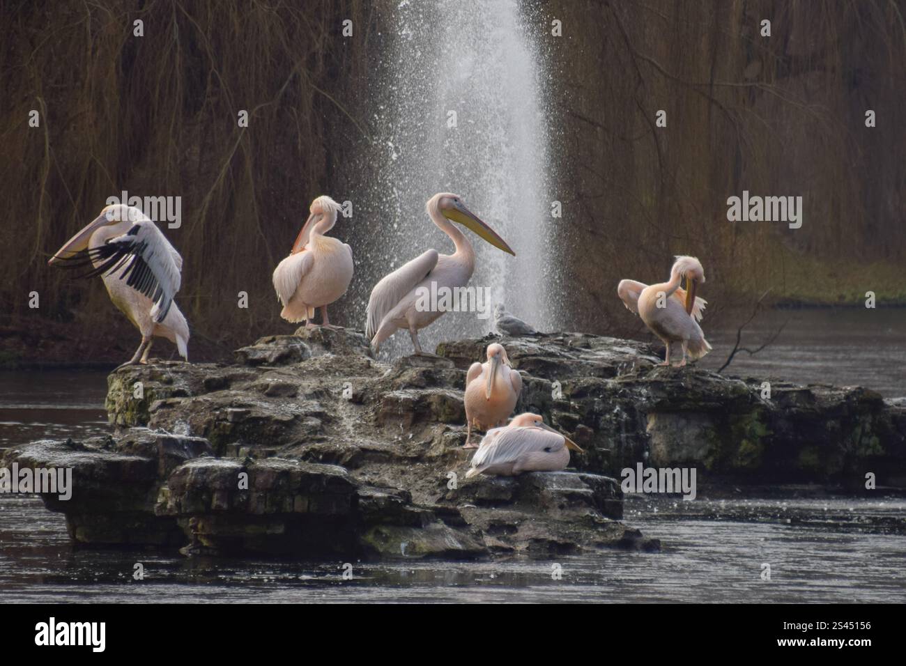 London, UK. 10th January 2025. Resident pelicans rest on the rock in ...