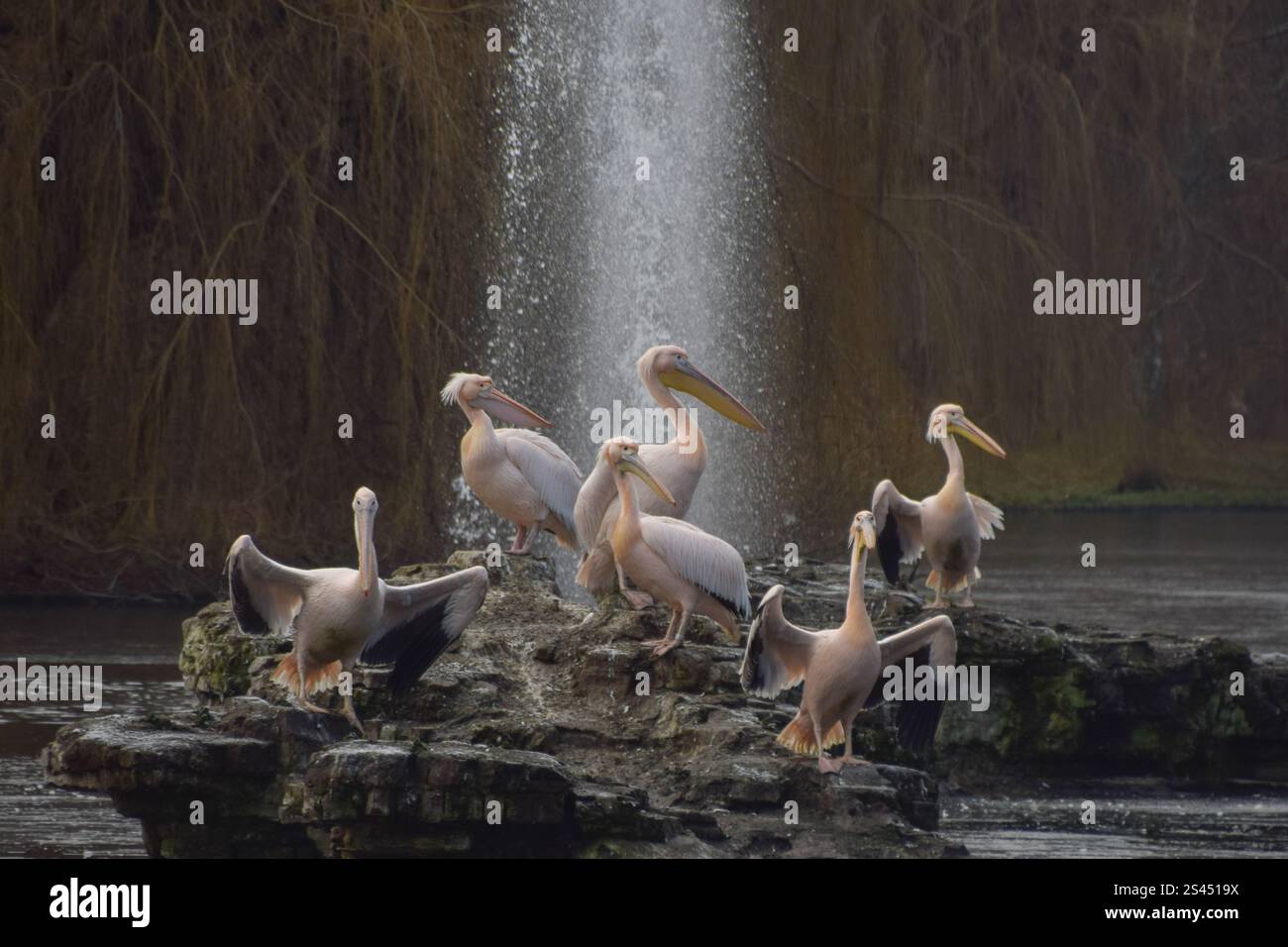 London, UK. 10th January 2025. Resident pelicans rest on the rock in ...