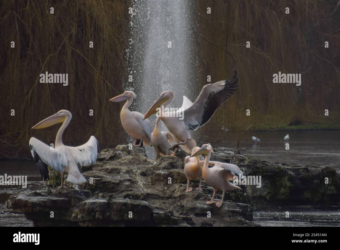 London, UK. 10th January 2025. Resident pelicans rest on the rock in ...