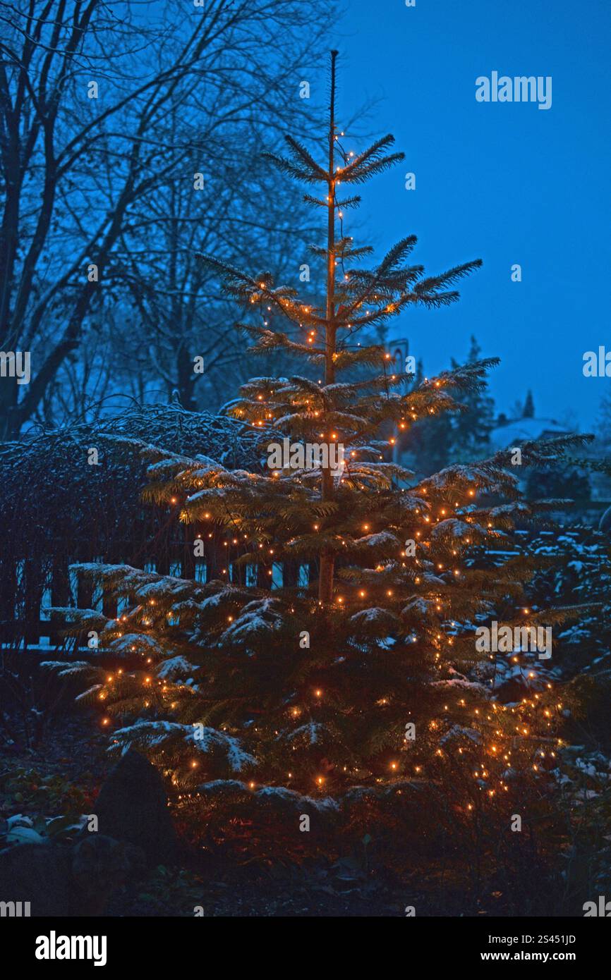 09.01.2025 Weihnachtsbaum Deutschland/ Niedersachsen/ Landkreis Gifhorn ...