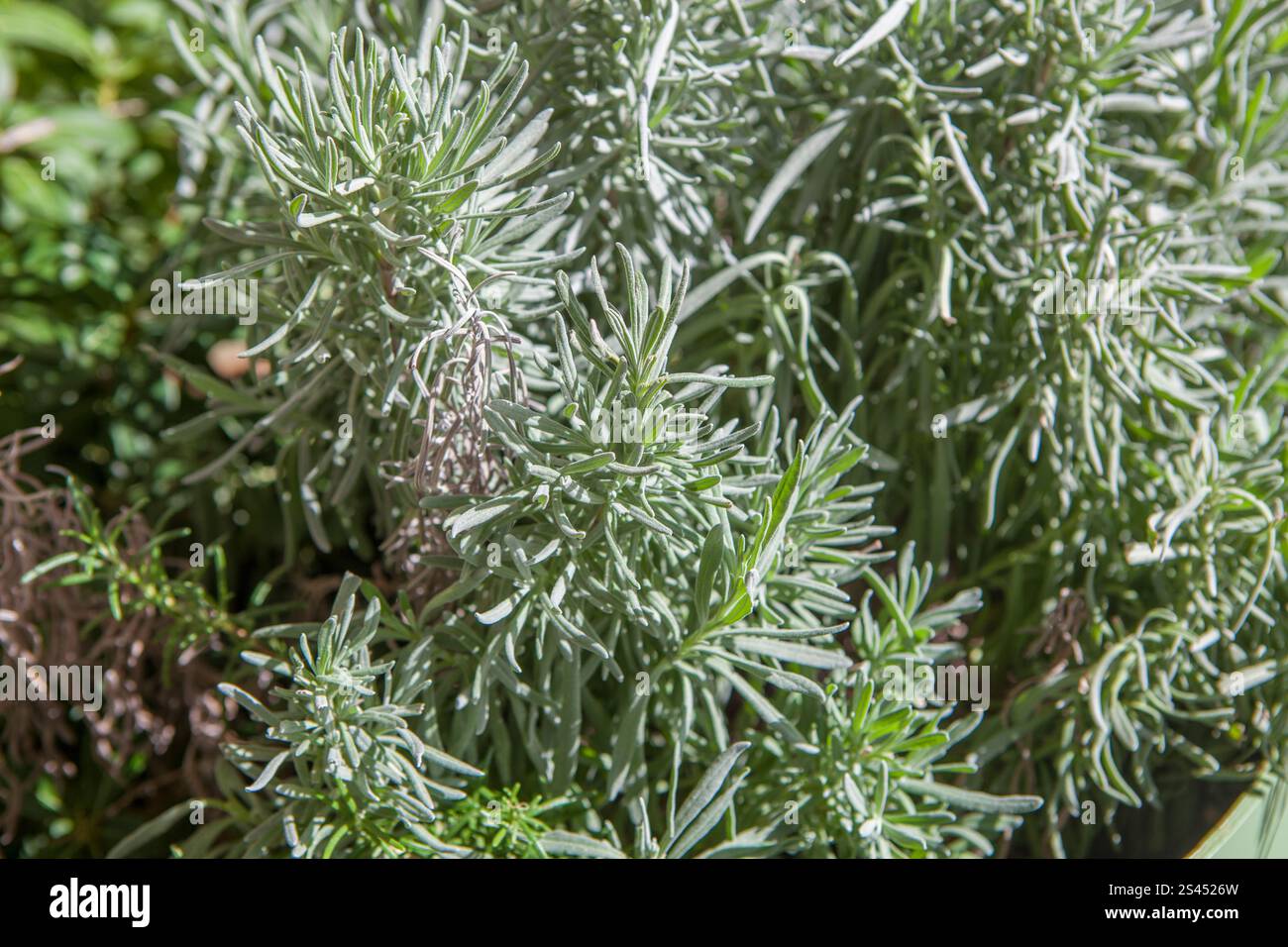 Prostrate rosemary or Rosmarinus officinalis postratus. Perennial herbs ...