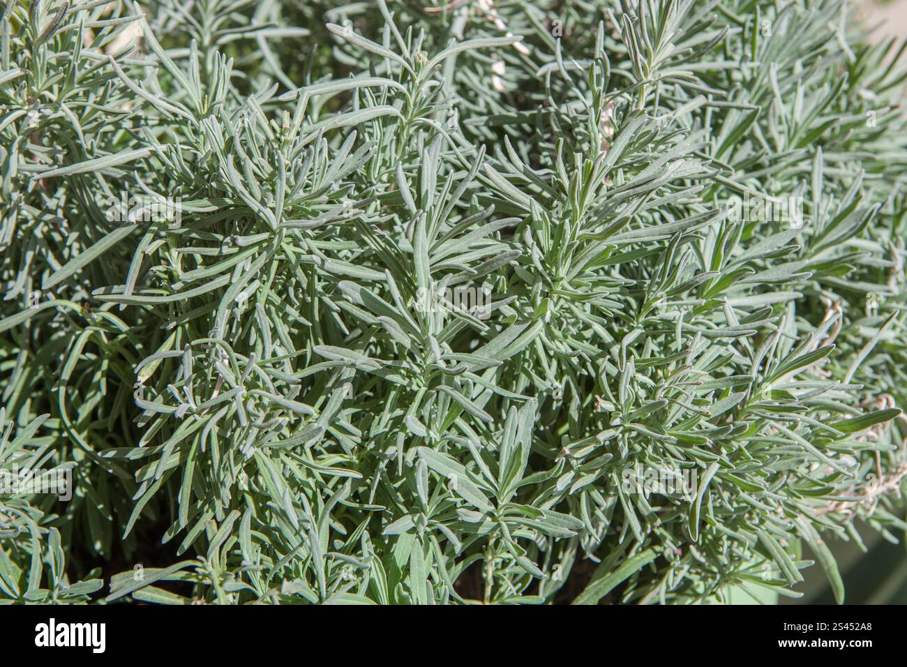 Rosmarinus officinalis postratus hi-res stock photography and images ...