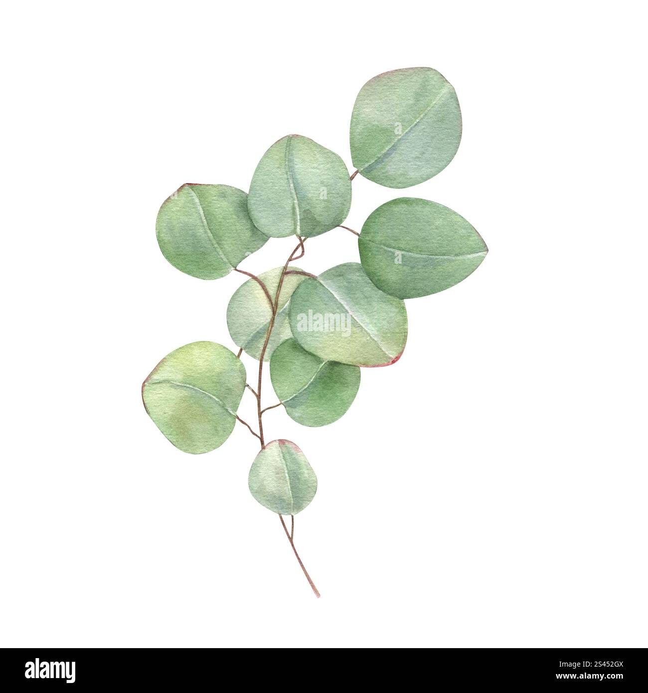 Eucalyptus branch with green leaves watercolor illustration. Silver ...