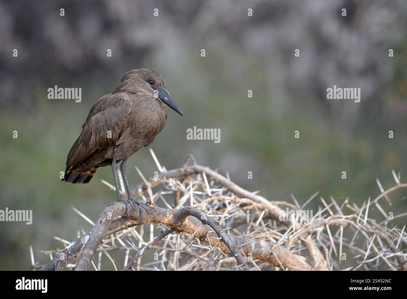 Hammerkop (Scopus umbretta) from Lake Naivasha, kenya Stock Photo - Alamy