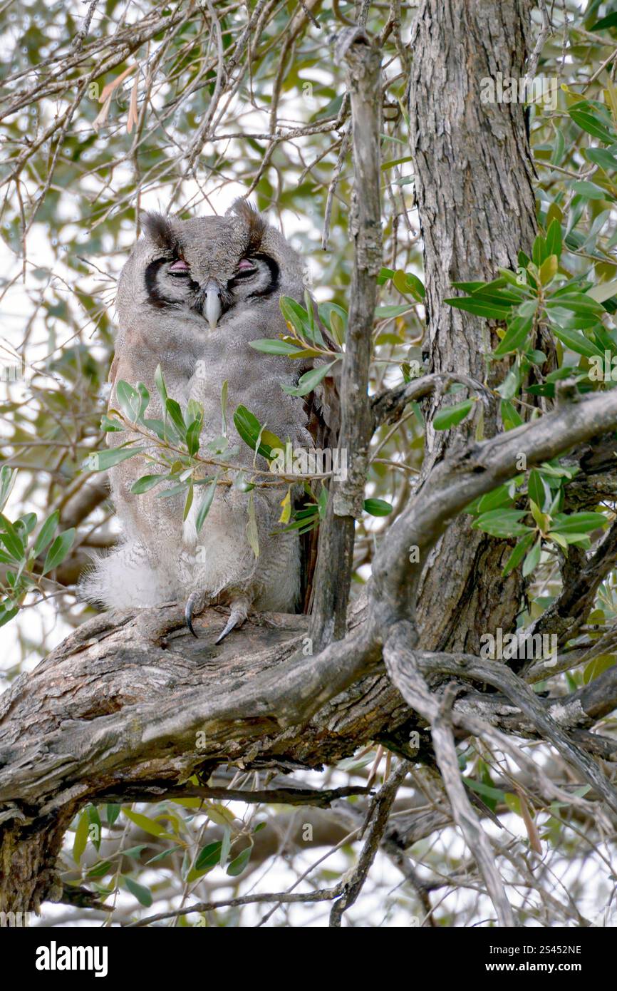 Verreaux's eagle-owl (Ketupa lactea) from Maasai Mara, Kenya Stock ...