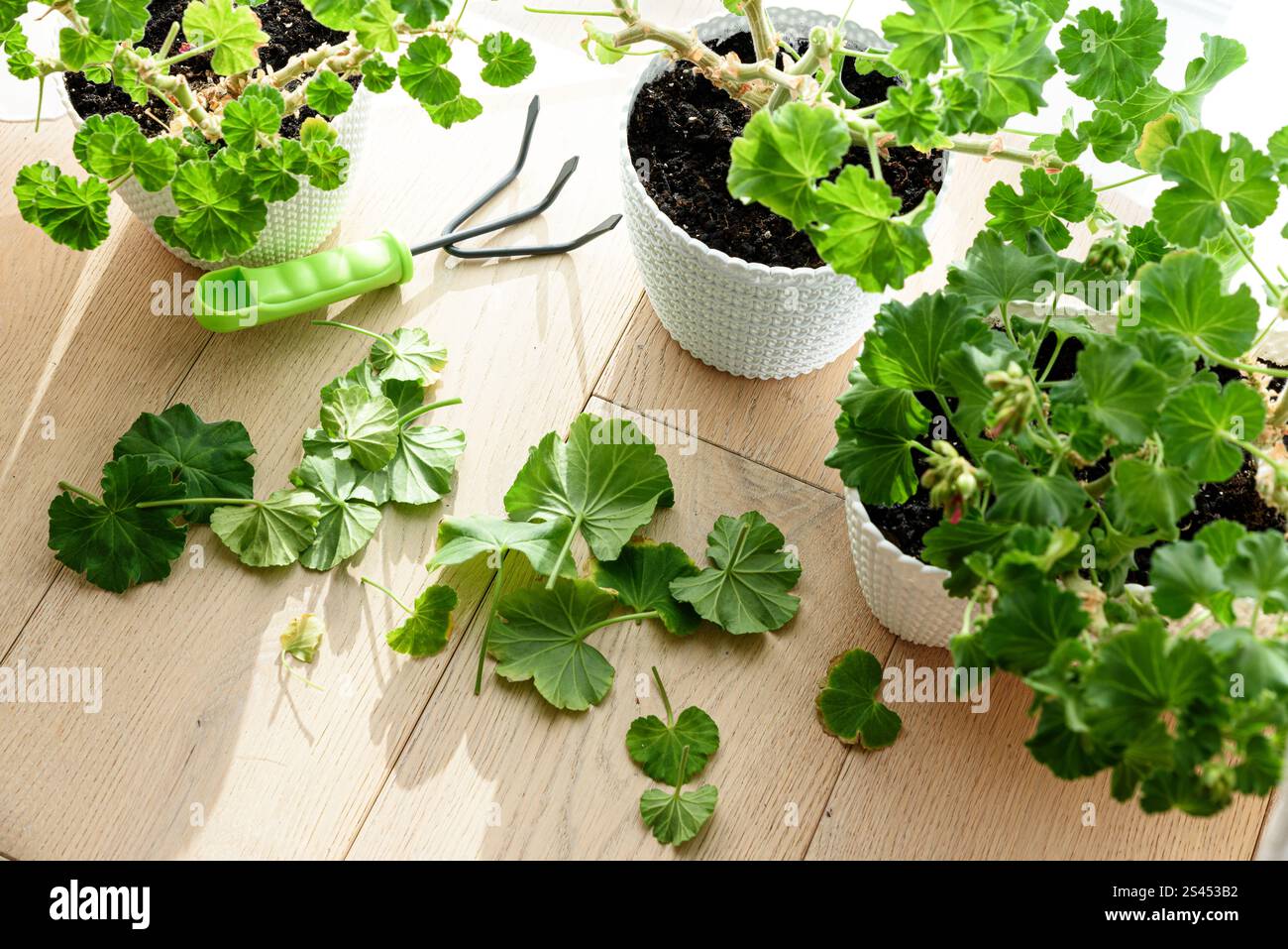 Pruning of cuttings and shoots of geranium and pelargonium in the ...