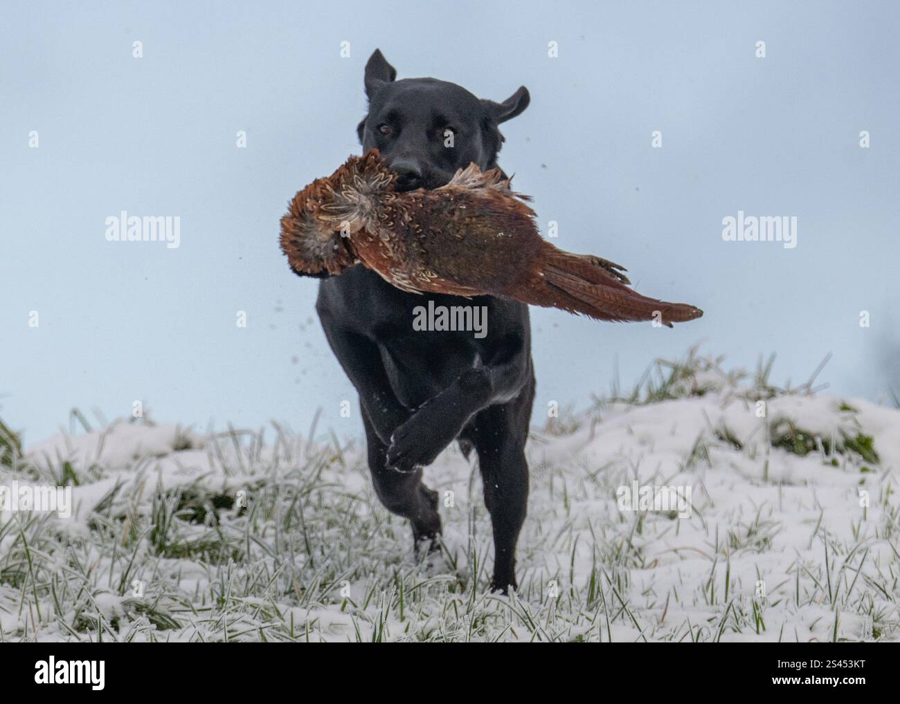 Labrador with cock pheasant in snow Stock Photo - Alamy