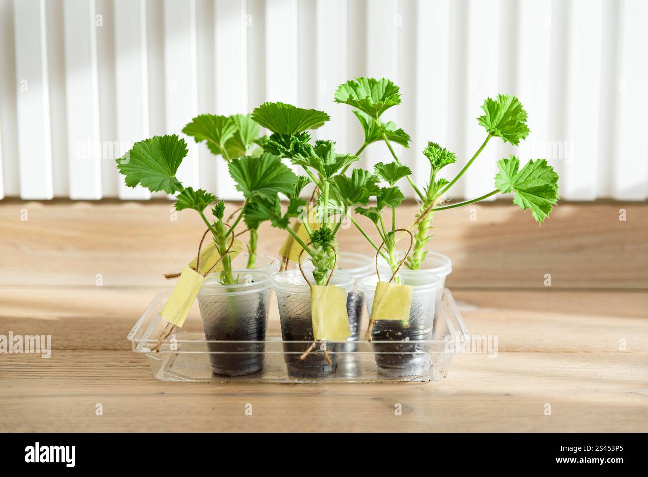 Cuttings and shoots of geranium and pelargonium plants standing at soil ...