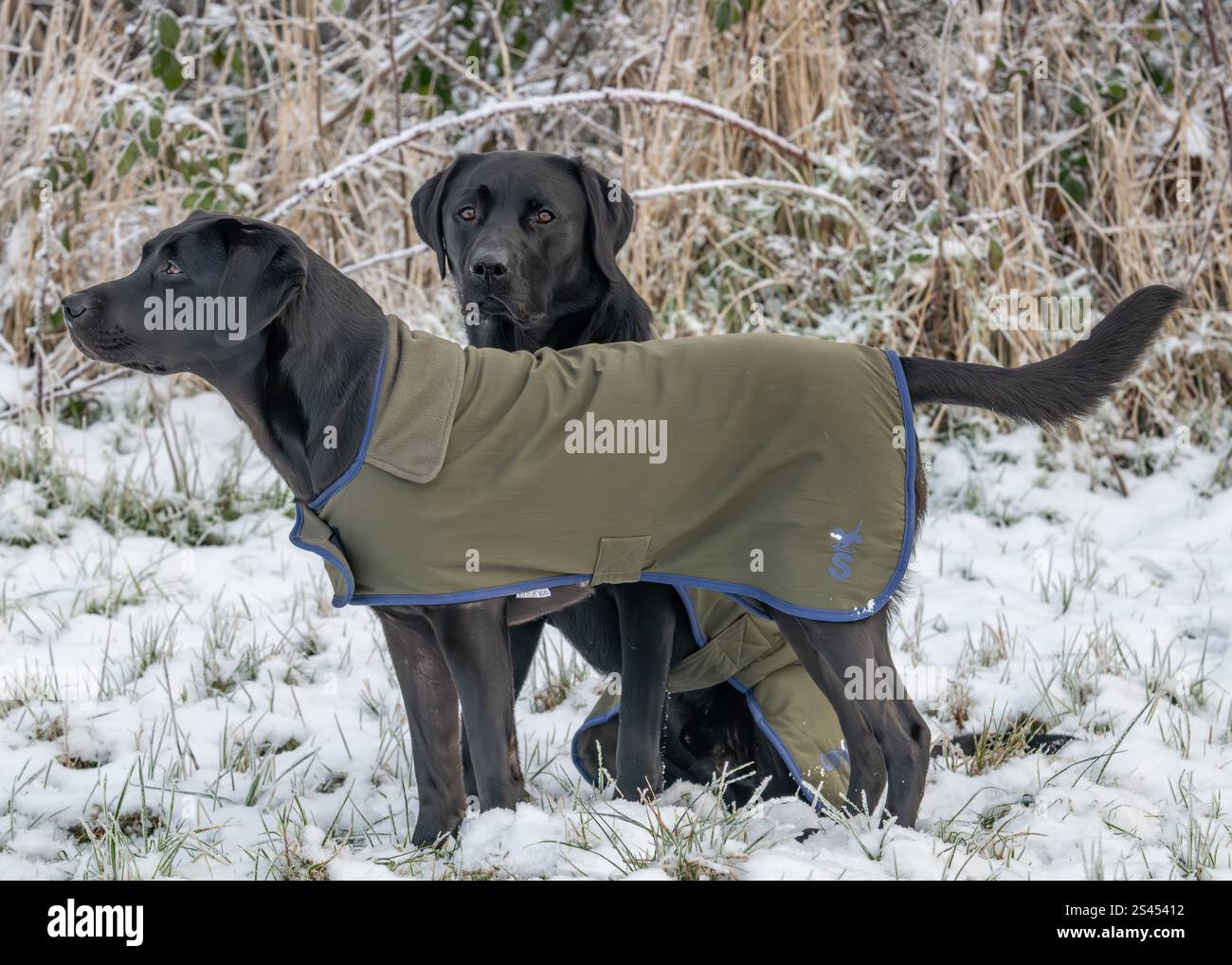 Labrador wearing a Sporting Saint coat Stock Photo - Alamy
