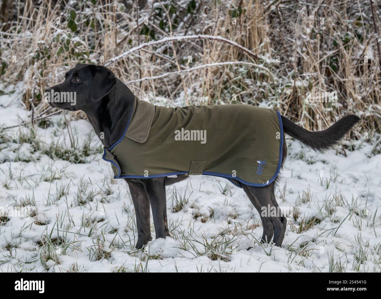 Labrador wearing a Sporting Saint coat Stock Photo - Alamy