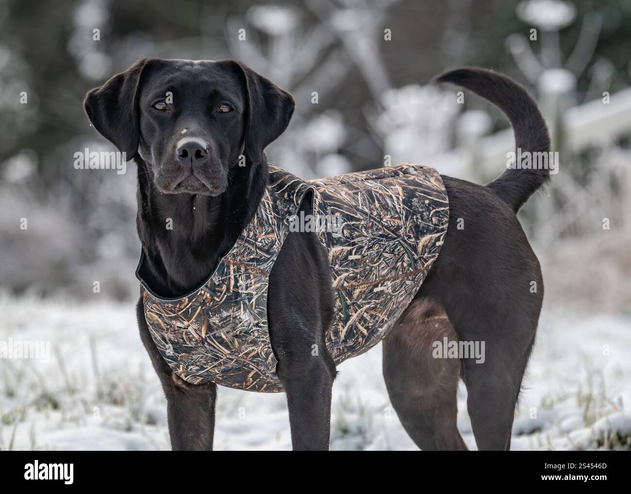 Labrador wearing a Sporting Saint coat Stock Photo - Alamy