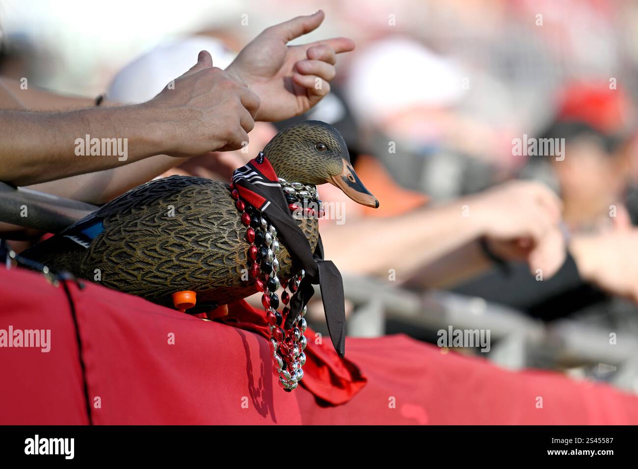 Tampa Bay Buccaneers fans hope the duck continues to provide good luck ...