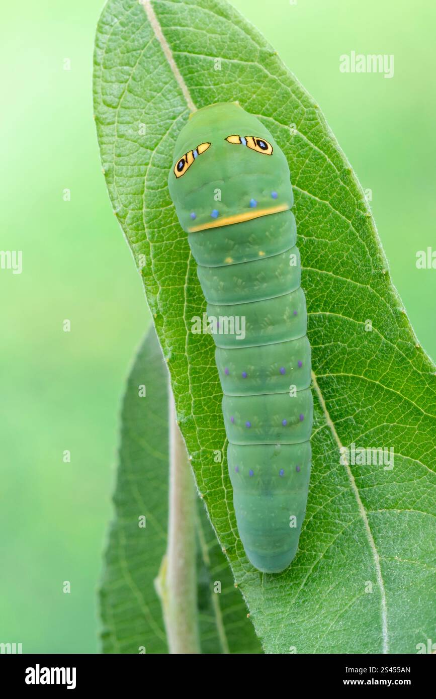 Macro of a western tiger swallowtail (papilio rutulus) caterpillar ...