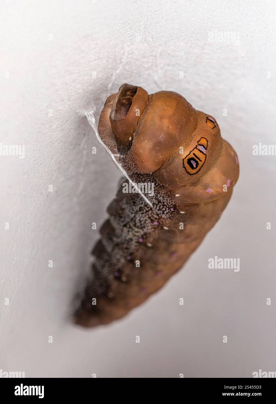 Macro of a western tiger swallowtail (papilio rutulus) caterpillar ...