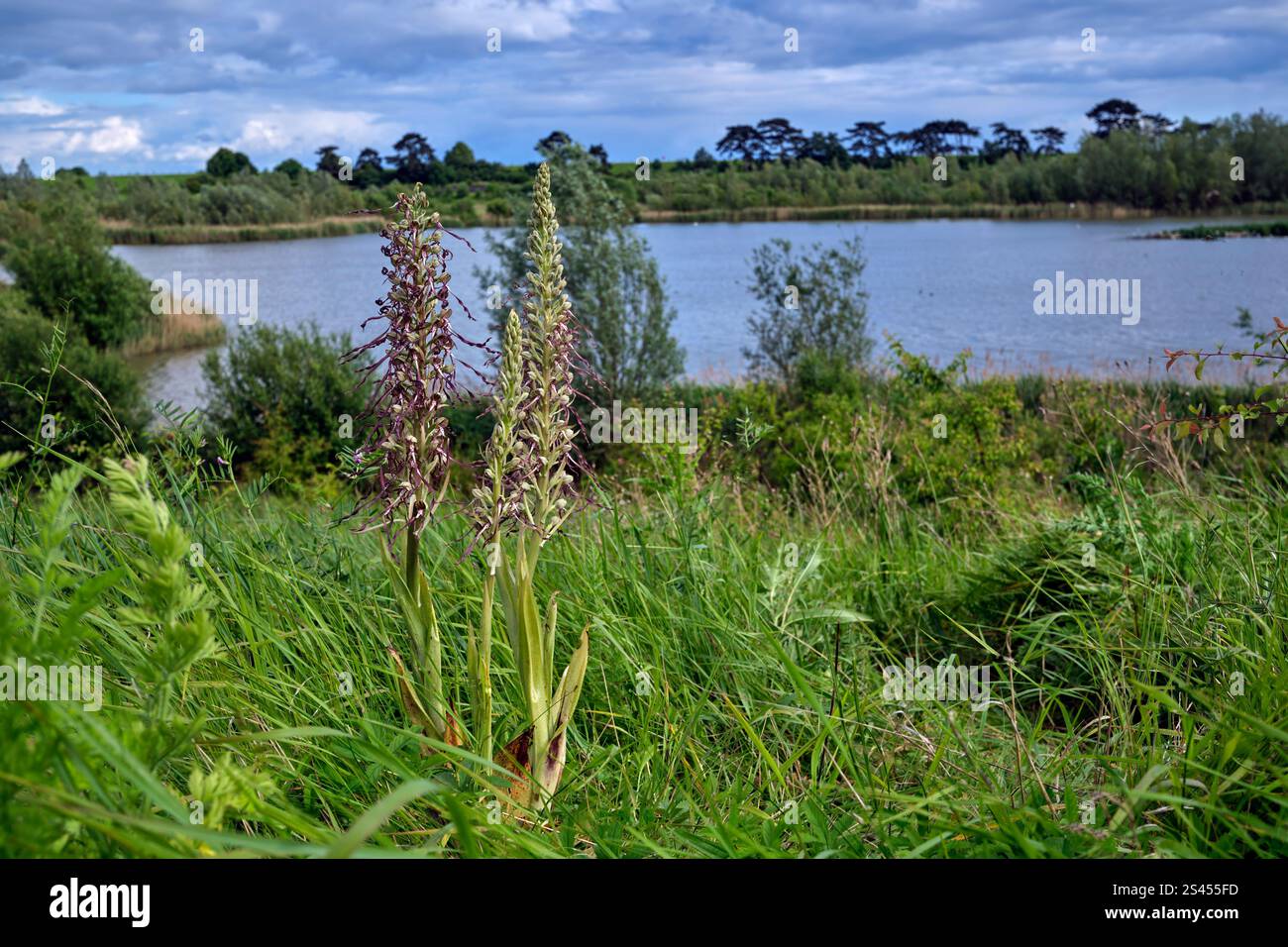 British elmbridge hi-res stock photography and images - Alamy
