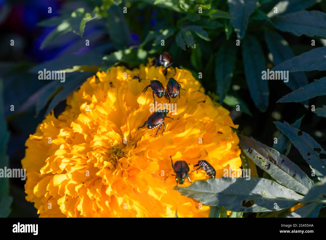 The Japanese beetle (Popillia japonica) on the flower. Its a species of ...