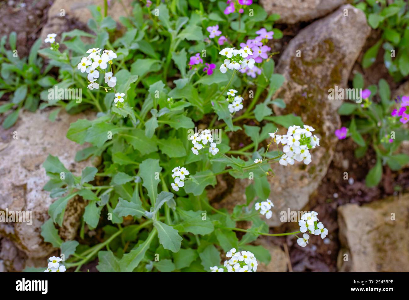 Small perennial flowers of the alpine rock cress on an alpine hill ...