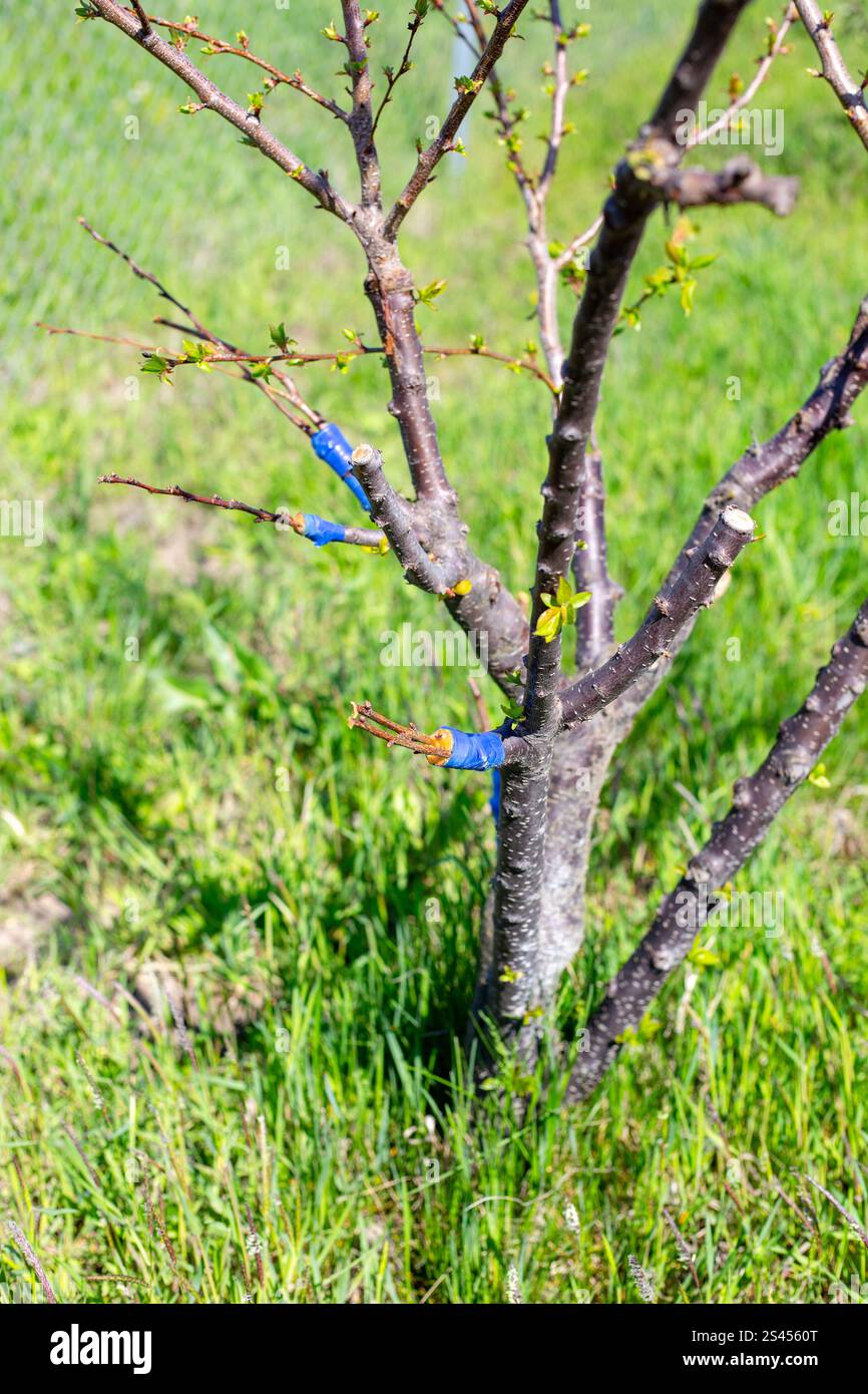 Methods of grafting hi-res stock photography and images - Alamy