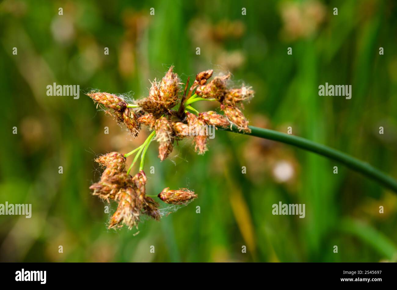 Flowering lake reed (Scirpus lacustris) on the river bank ...