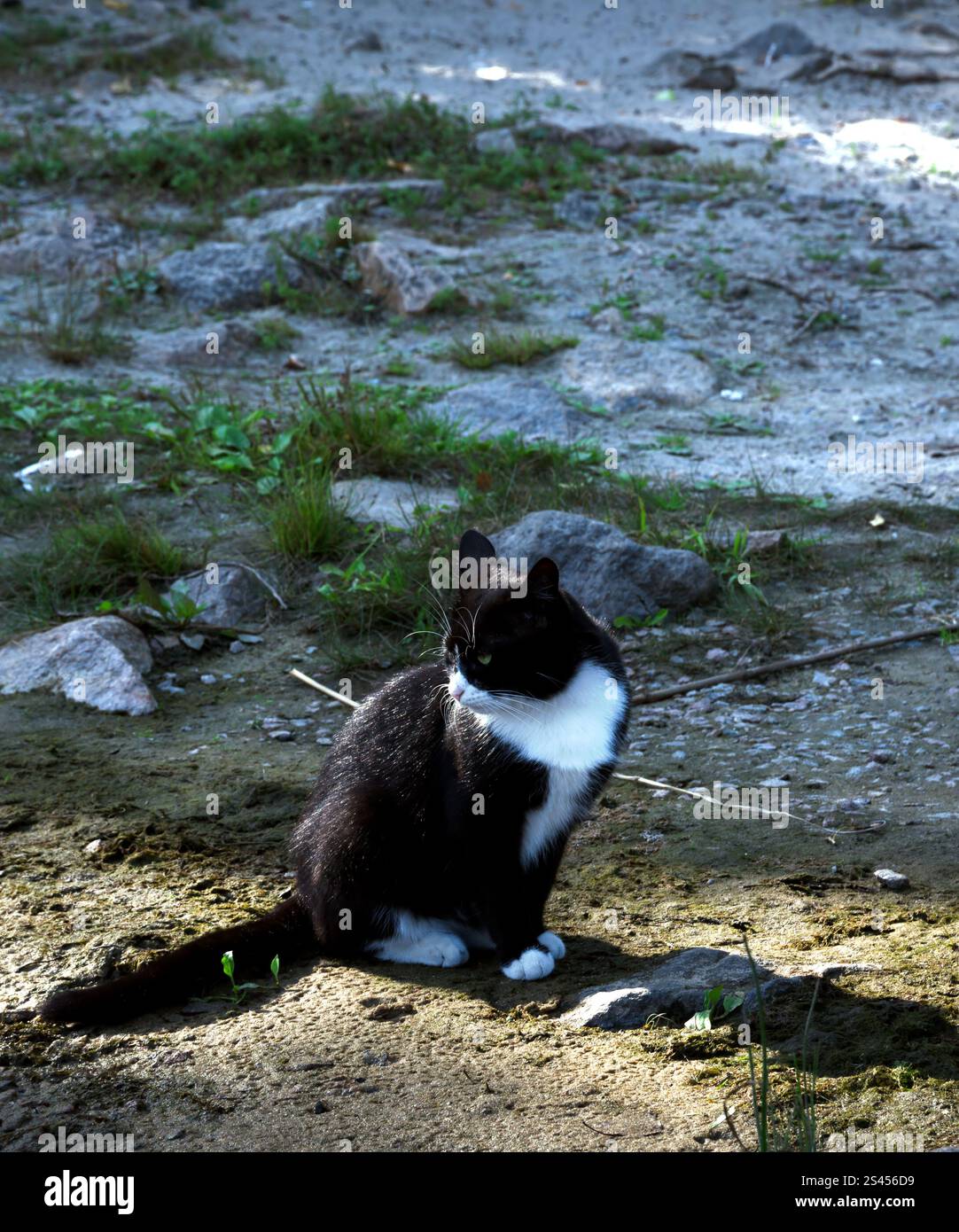 A homeless cat living on the river bank. The cat came to the river to ...