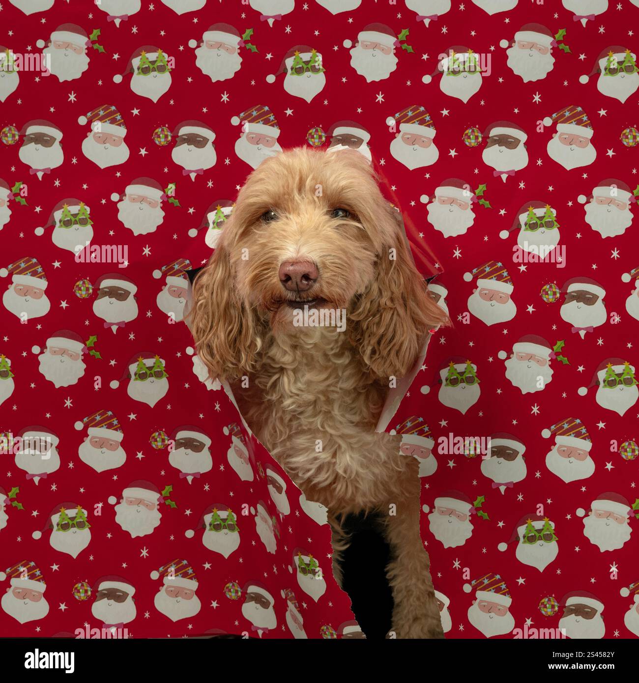Blonde Cockapoo dog bursting through red Santa Christmas wrapping paper ...