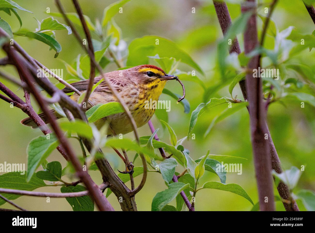 Palm Warbler (Dendroica palmarum) with a small worm like insect in its ...
