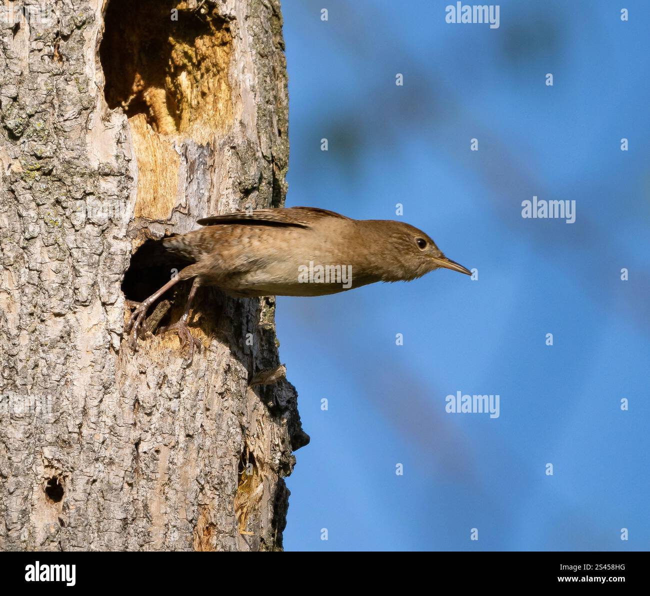 House Wren (Troglodytes aedon) taking flight from a nesting hole in a ...