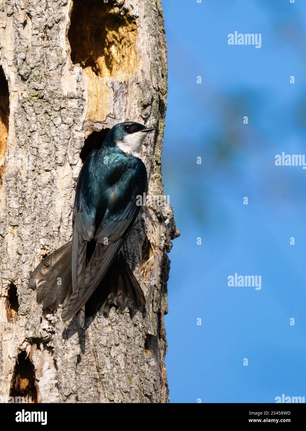 Tree Swallow (Tachycineta bicolor) at a nesting hole in a tree Stock ...