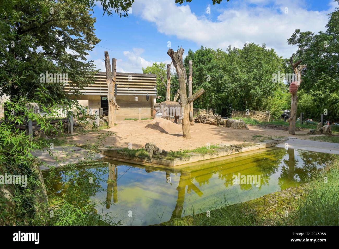 Asiatischer Elefant, Wilhelma, Zoologisch-Botanischer Garten, Stuttgart ...
