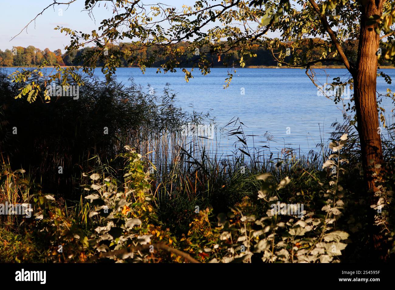Moryner see hi-res stock photography and images - Alamy