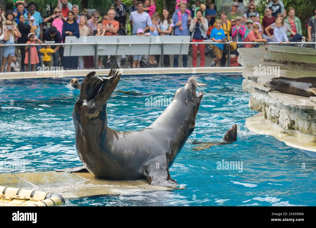 Seelöwen-Bulle Unesco, Fütterung der Seelöwen, Wilhelma, Zoologisch ...
