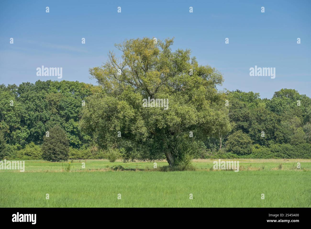 Waldwiese Schwanheimer Wiesen, Frankfurt am Main, Hessen, Deutschland ...