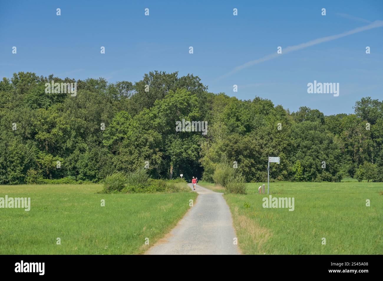 Waldwiese Schwanheimer Wiesen, Frankfurt am Main, Hessen, Deutschland ...