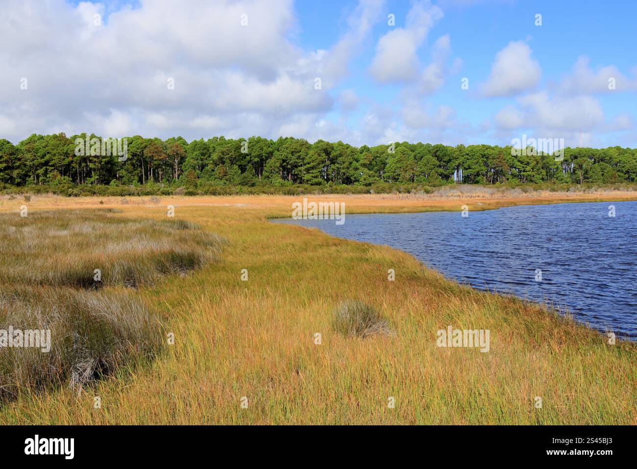 Marsh grasses, trees and open water at a freshwater marsh just east of ...