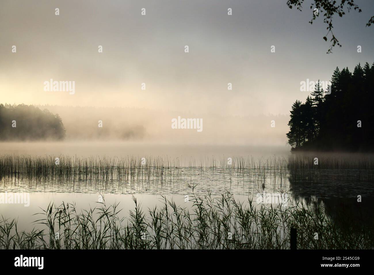 Fog forming over a lake in Sweden at dawn. Romantic silence, in the ...