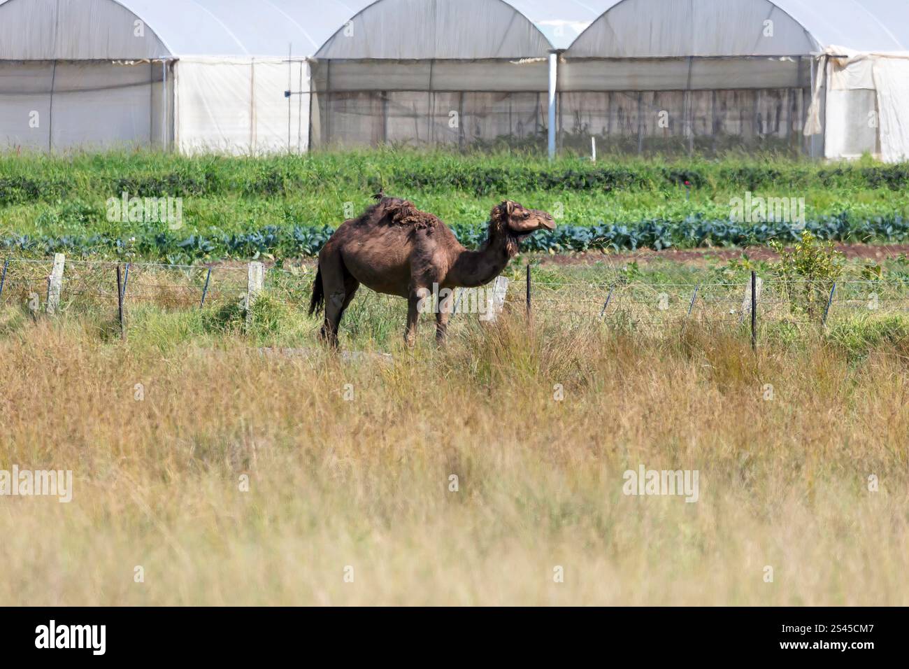 Photograph of a camel standing in a lush green pasture with birds ...
