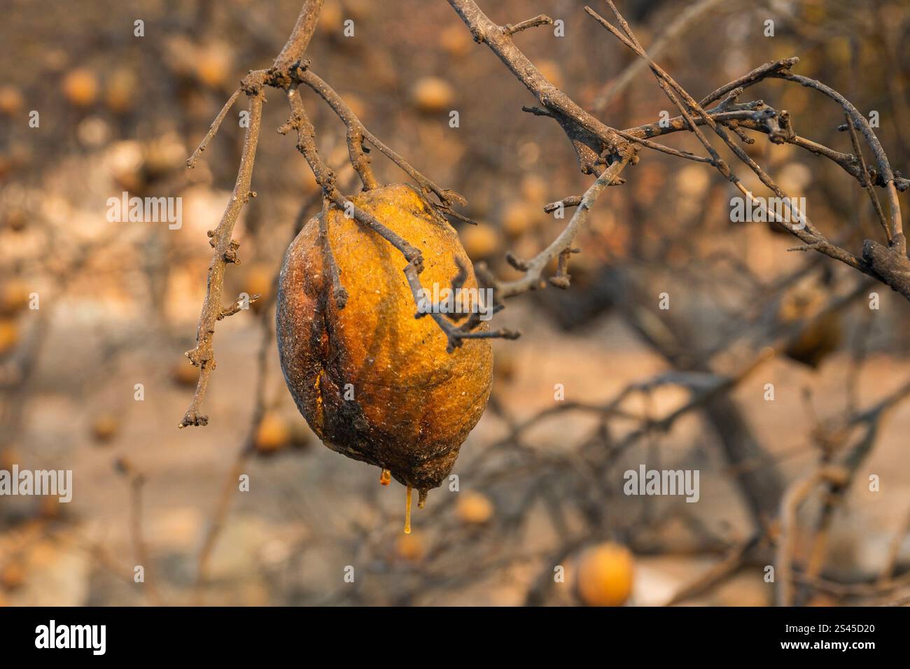 Citrus fruit is burnt in the Eaton Fire in Altadena, Calif., Friday ...