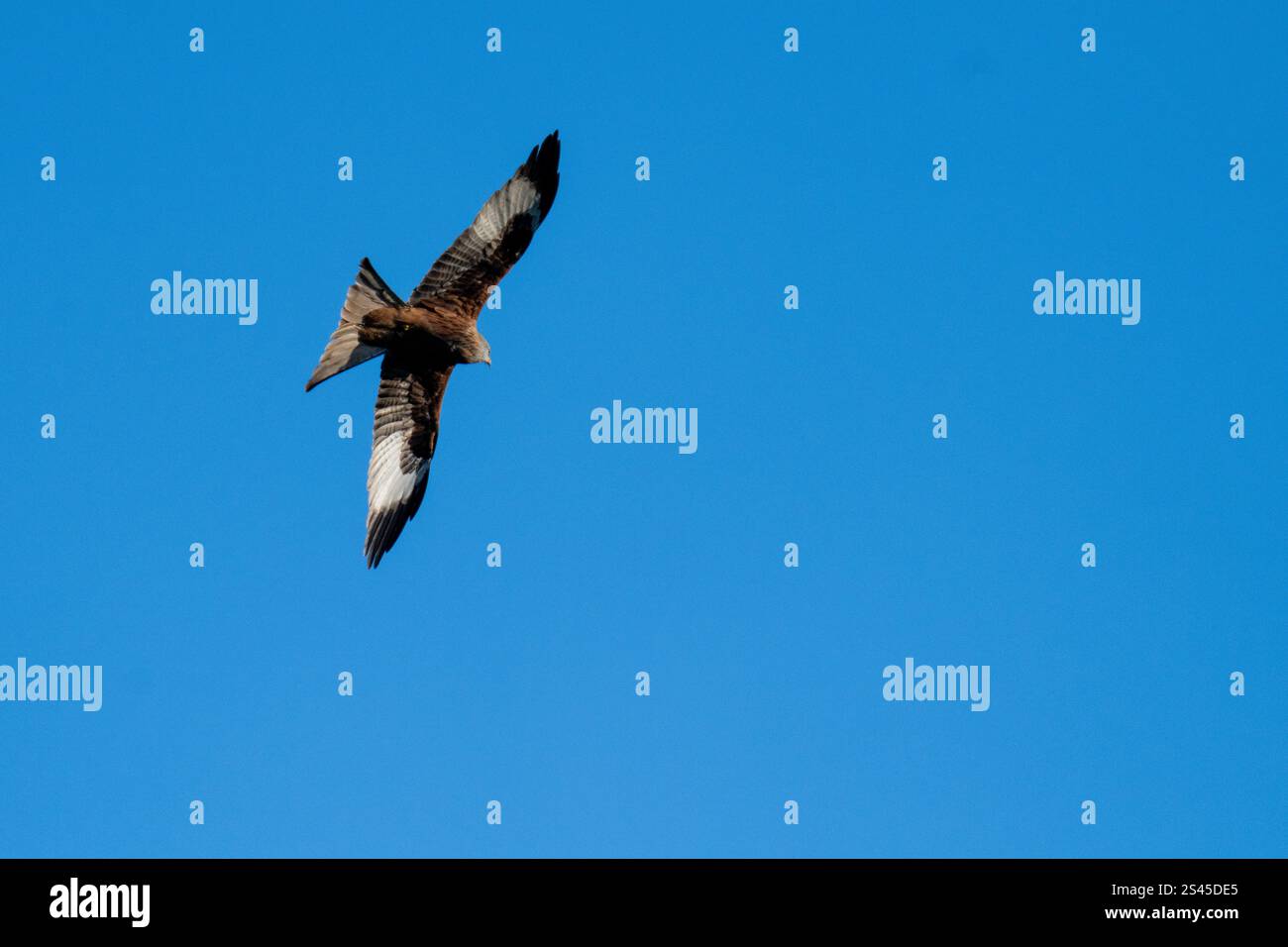 Red Kite flying at full stretch under perfect cloudless blue sky with ...