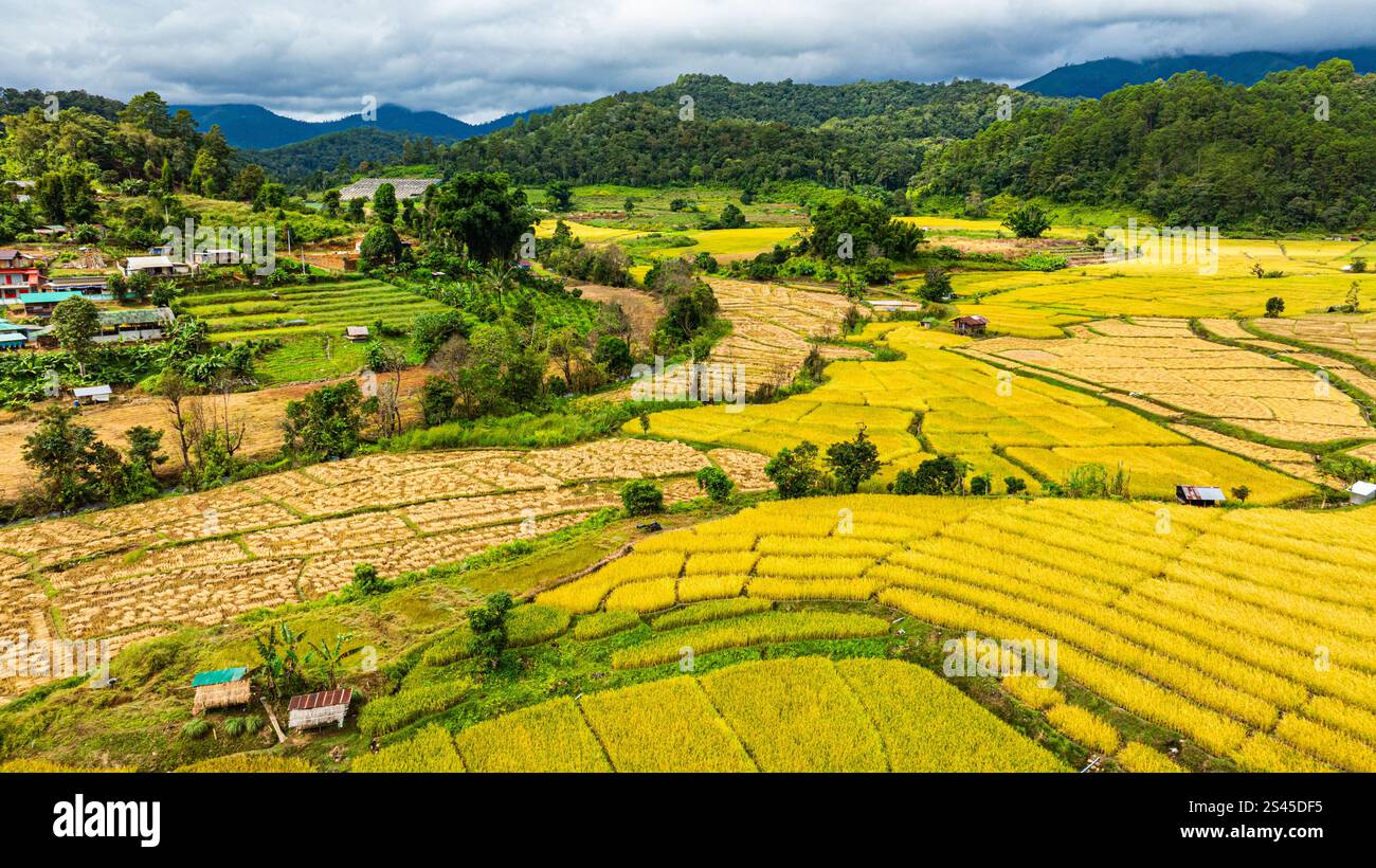 A view from above of golden-yellow rice fields planted in terraced rows ...